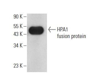 HPA1 Antibody (E-10) - Western Blotting - Image 397621