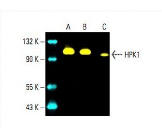 HPK1 Antibody (G-9) - Western Blotting - Image 392411