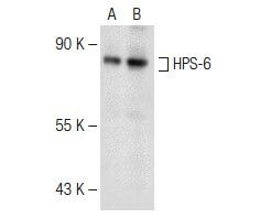 HPS-6 Antibody (C-12) | SCBT - Santa Cruz Biotechnology