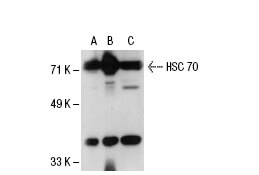 Anti-HSC 70 Antibody (B-6) | SCBT - Santa Cruz Biotechnology