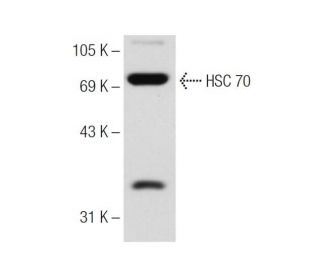 HSC 70 Antibody (B-6) - Western Blotting - Image 320667
