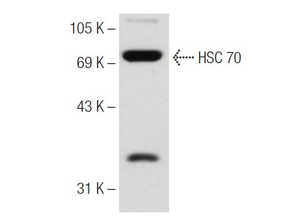 Anti-HSC 70 Antibody (B-6) | SCBT - Santa Cruz Biotechnology