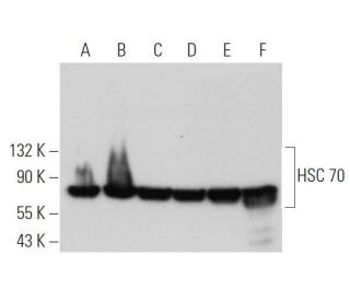 Anti-HSC 70 Antibody (B-6) | SCBT - Santa Cruz Biotechnology