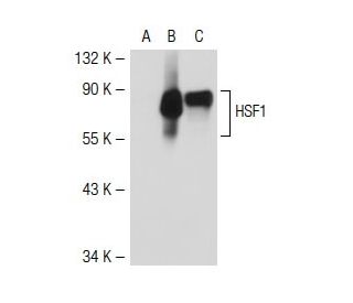 HSF1 Antibody (E-4) - Western Blotting - Image 37417