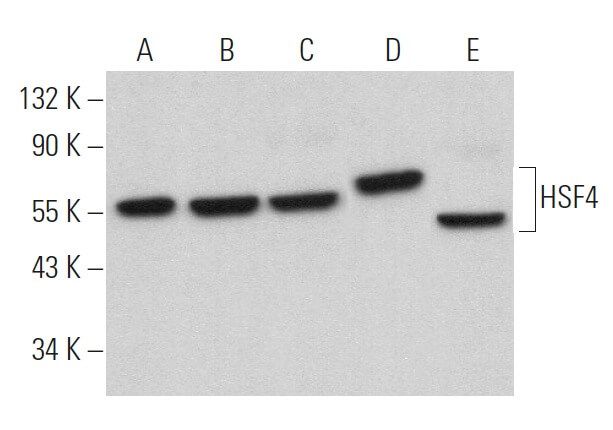 HSF4 Antibody (A-12) | SCBT - Santa Cruz Biotechnology