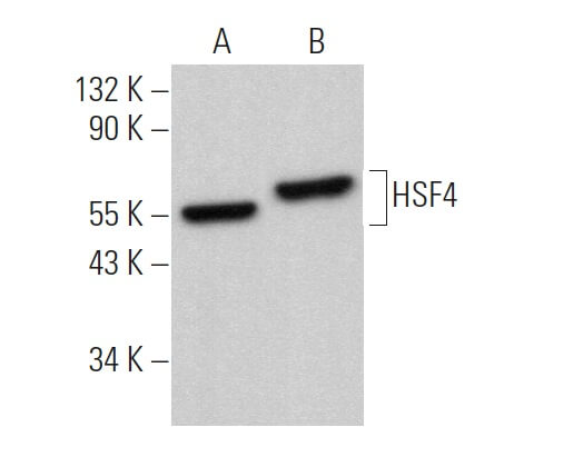 Anti-HSF4 Antibody (A-12) | SCBT - Santa Cruz Biotechnology