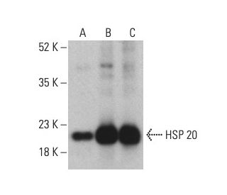 HSP 20 Antibody (B-6) - Western Blotting - Image 401187