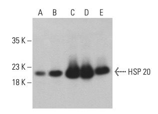 HSP 20 Antibody (B-6) | SCBT - Santa Cruz Biotechnology