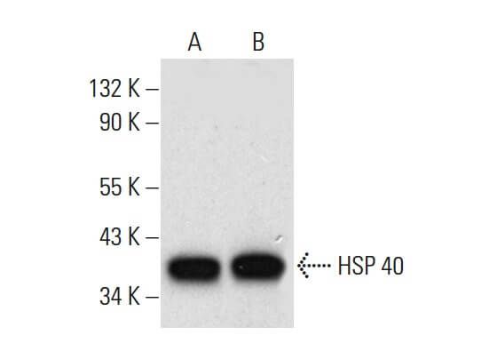 HSP 40 Antibody (B-3) | SCBT - Santa Cruz Biotechnology