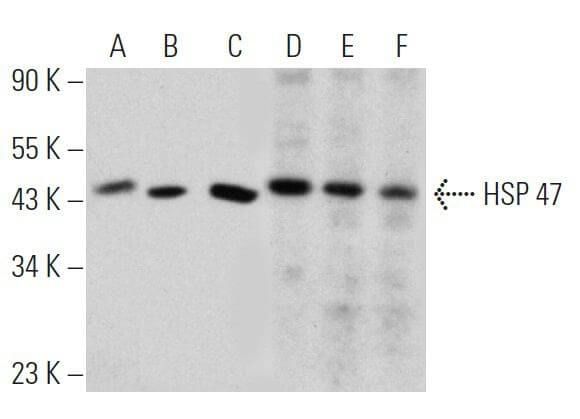 HSP 47抗体 (G-12) | SCBT - Santa Cruz Biotechnology
