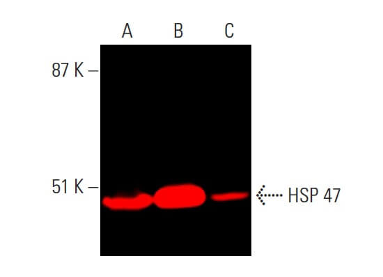 Anti-HSP 47 Antibody (G-12) | SCBT - Santa Cruz Biotechnology
