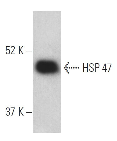 Anti-HSP 47 Antibody (G-12) | SCBT - Santa Cruz Biotechnology