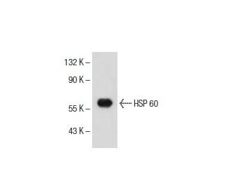 HSP 60 Antibody (C-10) | SCBT - Santa Cruz Biotechnology