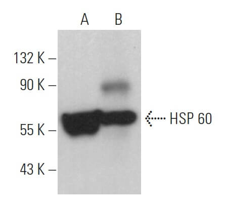 Anti-HSP 60 Antibody (C-10) | SCBT - Santa Cruz Biotechnology