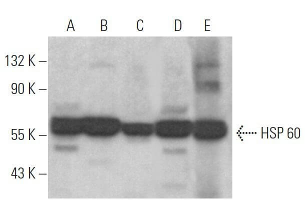 Anti-HSP 60 Antibody (H-1) | SCBT - Santa Cruz Biotechnology