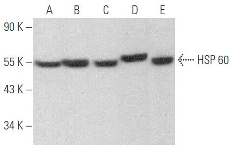 HSP 60 Antibody (H-1) | SCBT - Santa Cruz Biotechnology