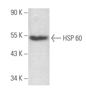Anti-HSP 60 Antibody (H-1) | SCBT - Santa Cruz Biotechnology