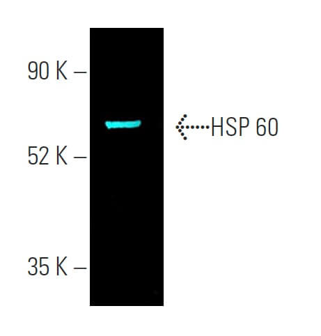 Anti-HSP 60 Antibody (H-1) | SCBT - Santa Cruz Biotechnology