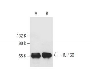 HSP 60 Antibody (LK1) | SCBT - Santa Cruz Biotechnology