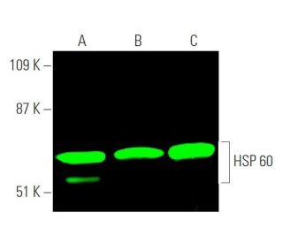 HSP 60 Antibody (LK1) | SCBT - Santa Cruz Biotechnology