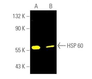 HSP 60 Antibody (LK1) | SCBT - Santa Cruz Biotechnology