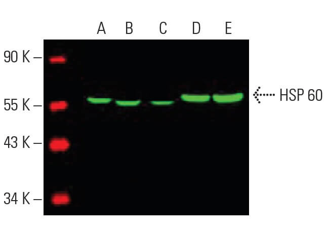 HSP 60 Antibody (LK1) | SCBT - Santa Cruz Biotechnology