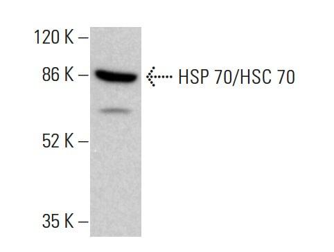 HSP 70/HSC 70 Antibody (2A4) | SCBT - Santa Cruz Biotechnology