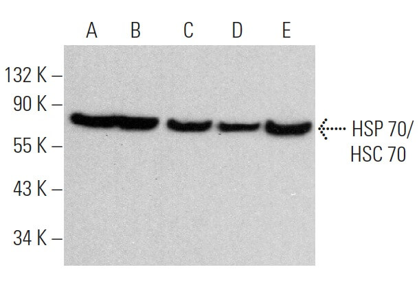 HSP 70/HSC 70 Antibody (W27) | SCBT - Santa Cruz Biotechnology