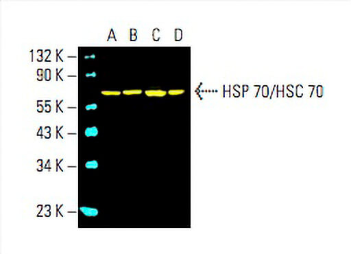 Anti-HSP 70/HSC 70 Antibody (W27) | SCBT - Santa Cruz Biotechnology