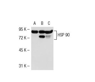 HSP 90 Antibody (4F10) - Western Blotting - Image 54296
