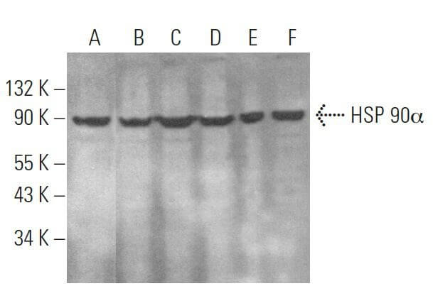 HSP 90α Antibody (F-2) | SCBT - Santa Cruz Biotechnology