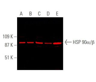 HSP 90α/β Antibody (F-8) - Western Blotting - Image 369651