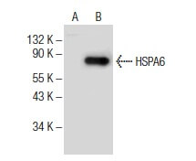 HSPA6 Antibody (B-8) | SCBT - Santa Cruz Biotechnology
