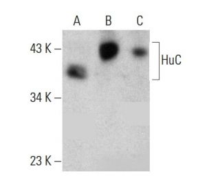 Anti-HuC Antibody (D-6) | SCBT - Santa Cruz Biotechnology