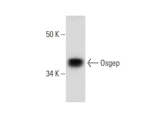 human lymph node extract | SCBT - Santa Cruz Biotechnology