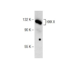 Anti-HXK II Antibody (B-8) | SCBT - Santa Cruz Biotechnology