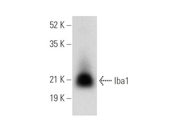 Iba1 Antibody (F-4) | SCBT - Santa Cruz Biotechnology
