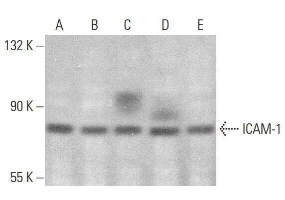 ICAM-1/CD54 Antibody (15.2) | SCBT - Santa Cruz Biotechnology