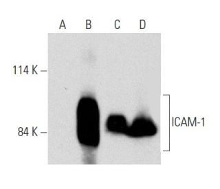 ICAM-1 Antibody (G-5) - Western Blotting - Image 356965