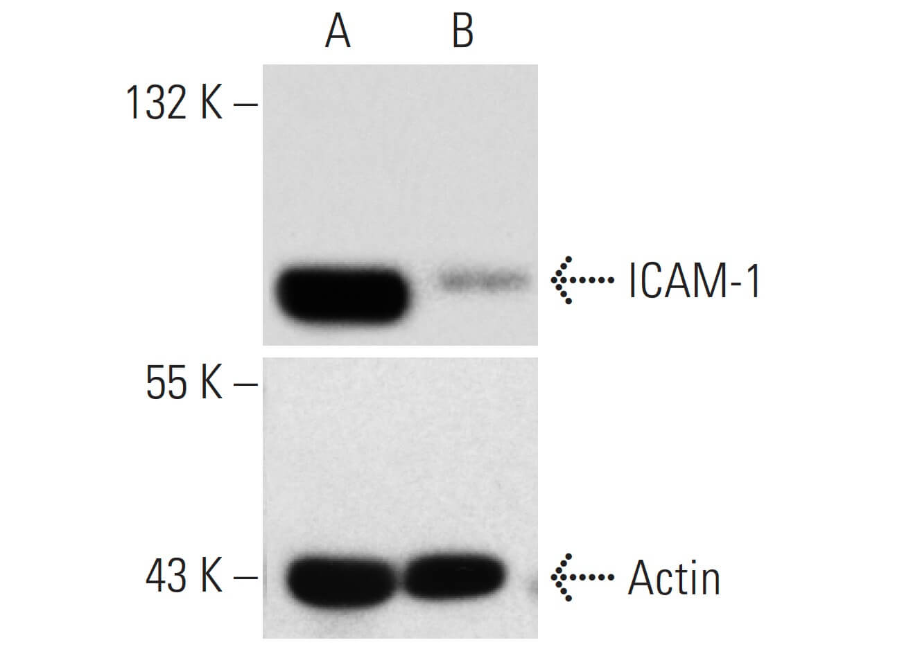 ICAM-1/CD54 siRNA (m), shRNA and Lentiviral Particle Gene Silencers ...