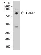 Anti-ICAM-2 Antibody (CBR-IC2/2) | SCBT - Santa Cruz Biotechnology