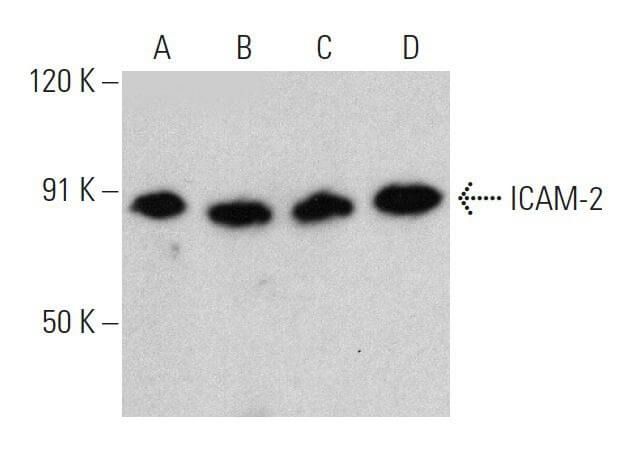 ICAM-2 Antibody (F-5) | SCBT - Santa Cruz Biotechnology