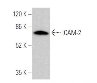 ICAM-2 Antibody (F-5) | SCBT - Santa Cruz Biotechnology