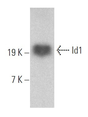 Anti-Id1 Antibody (B-8) | SCBT - Santa Cruz Biotechnology