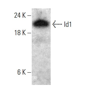 Anti-Id1 Antibody (B-8) | SCBT - Santa Cruz Biotechnology