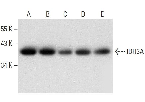 IDH3A抗体 (A-10) | SCBT - Santa Cruz Biotechnology