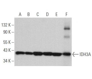 IDH3A Antibody (A-10) - Western Blotting - Image 366212