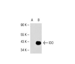 IDO Antibody (mIDO-48) - Western Blotting - Image 52872