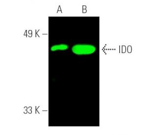 IDO Antibody (mIDO-48) - Western Blotting - Image 389721