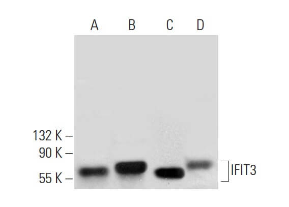 IFIT3 Antibody (B-7) | SCBT - Santa Cruz Biotechnology